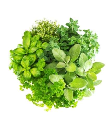 Pansarionline Pakistan First Organic Herbal Store.
